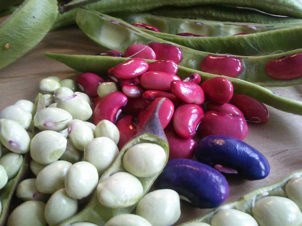 Cómo cultivar frijoles pintos: Cuidado y Cosecha de los Pintos ...
