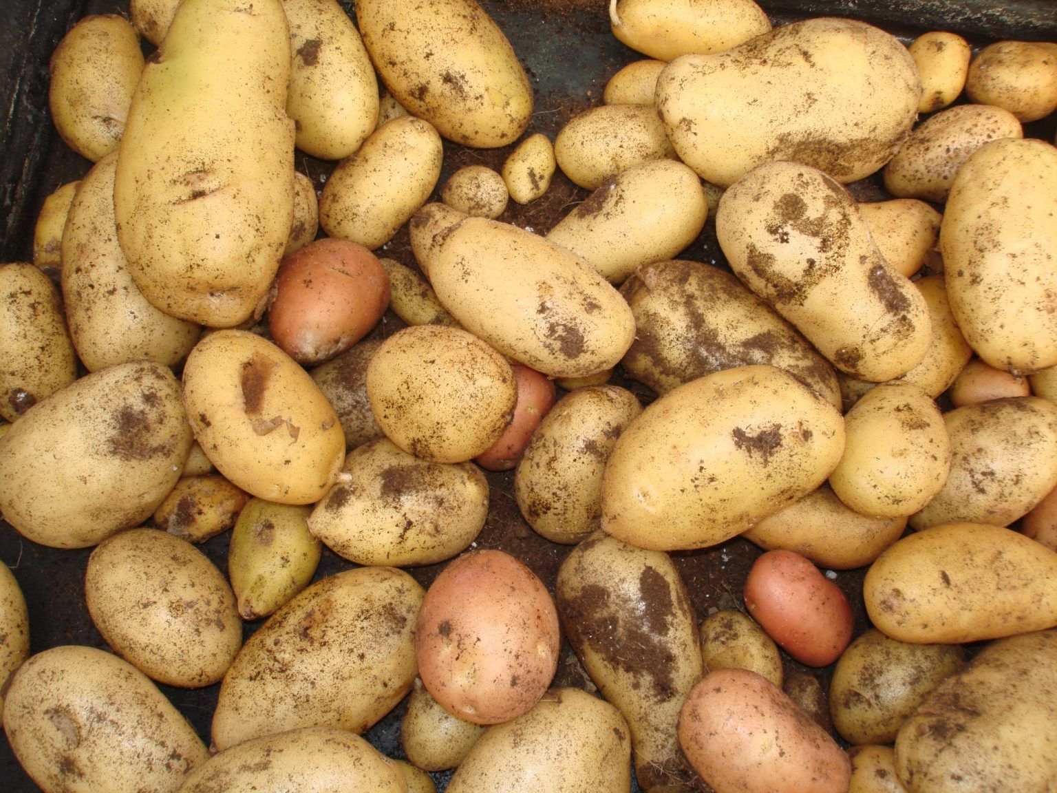 Qué es la verdadera semilla de papa: Aprenda sobre el cultivo de la ...