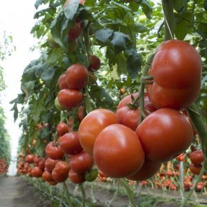 Información de Florida 91 - Aprenda sobre el cultivo de los tomates de ...