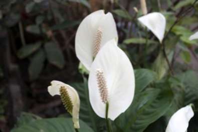 Hojas amarillas en la planta de oración: Cómo arreglar el follaje de la ...