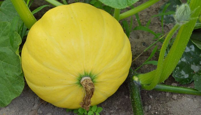 Información sobre el virus del mosaico de la calabaza: Consejos para ...