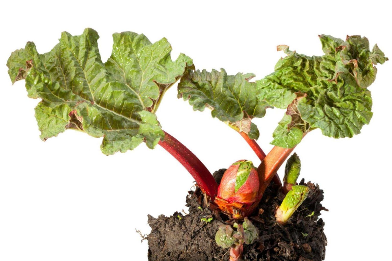 Plantas de ruibarbo divisorias: Cómo y cuándo dividir el ruibarbo ...