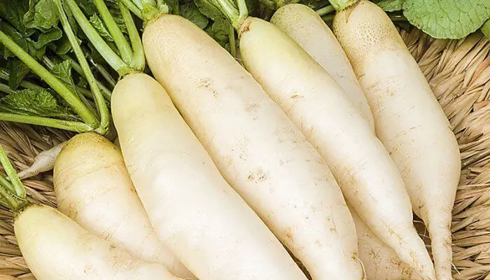 ¿Qué es Daikon? Aprenda a cultivar plantas de rábano de Daikon ...