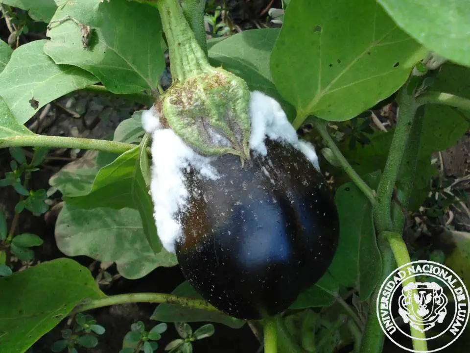 Cómo controlar la mancha de la hoja de Cercospora en los frijoles ...
