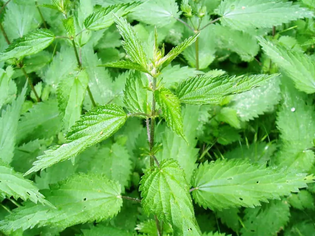 Beneficios De La Ortiga