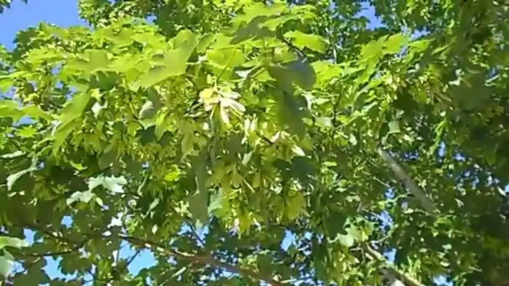 Arce sicómoro - Consejos para mi huerto