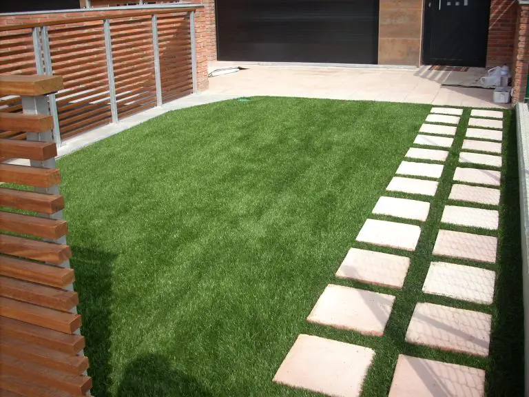 Rosa chinensis / Rosa china - Consejos para mi huerto