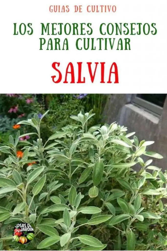 Información sobre el tomillo rastrero: Consejos para el cultivo de ...