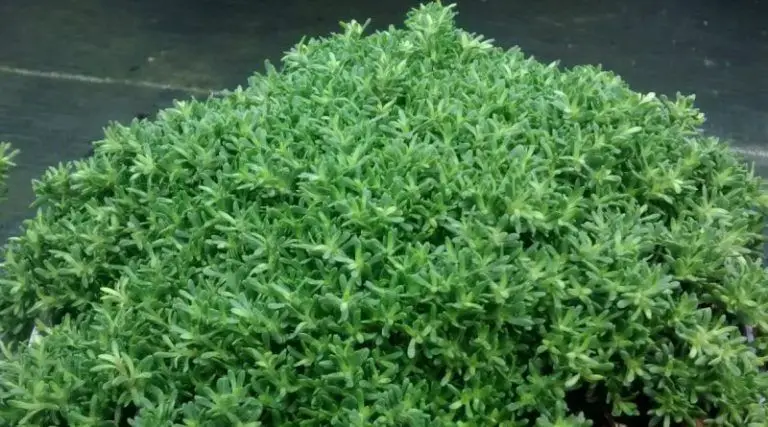 Información sobre el tomillo rastrero: Consejos para el cultivo de ...