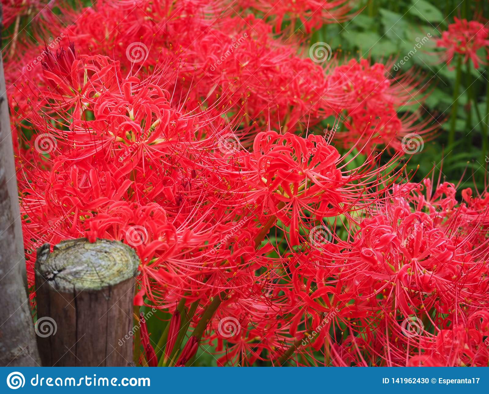 Lycoris radiata / Lycoris roja, amarilis japonesa, lirio araña japonés ...