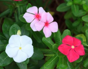Calathea zebra, Zebra plant - Consejos para mi huerto