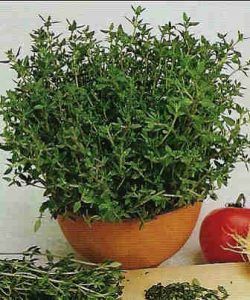 Información sobre el tomillo rastrero: Consejos para el cultivo de ...