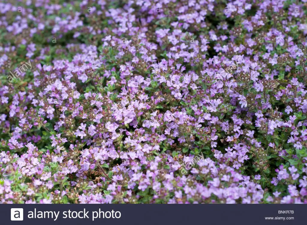 Thymus pseudolanuginosus / Tomillo lanudo - Consejos para mi huerto