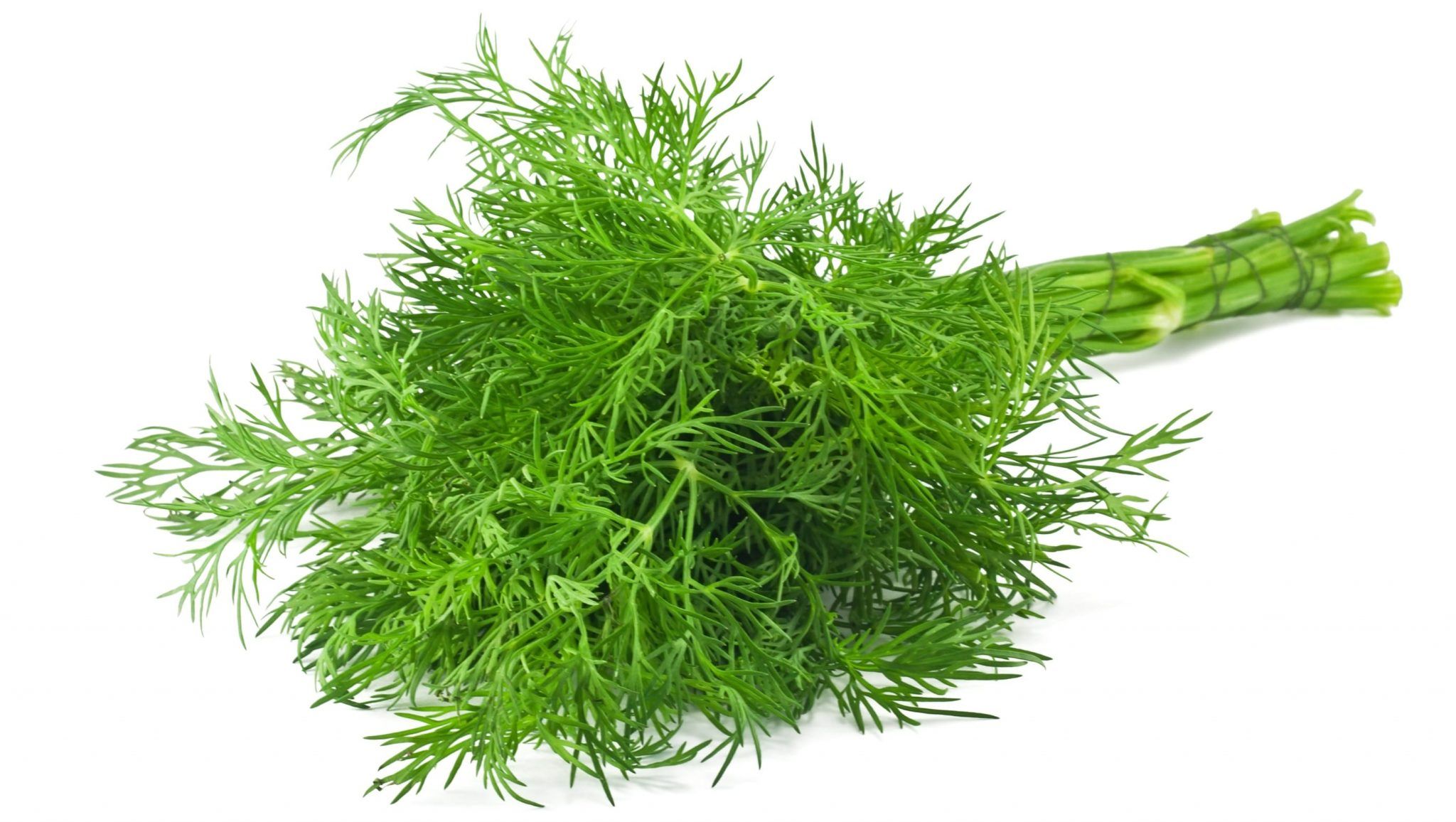 Información sobre el tomillo rastrero: Consejos para el cultivo de ...