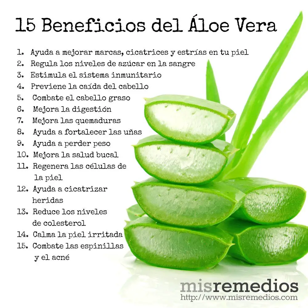 Aloe Vera: los beneficios - Consejos para mi huerto Aloe Vera: los beneficios - Consejos para mi huerto