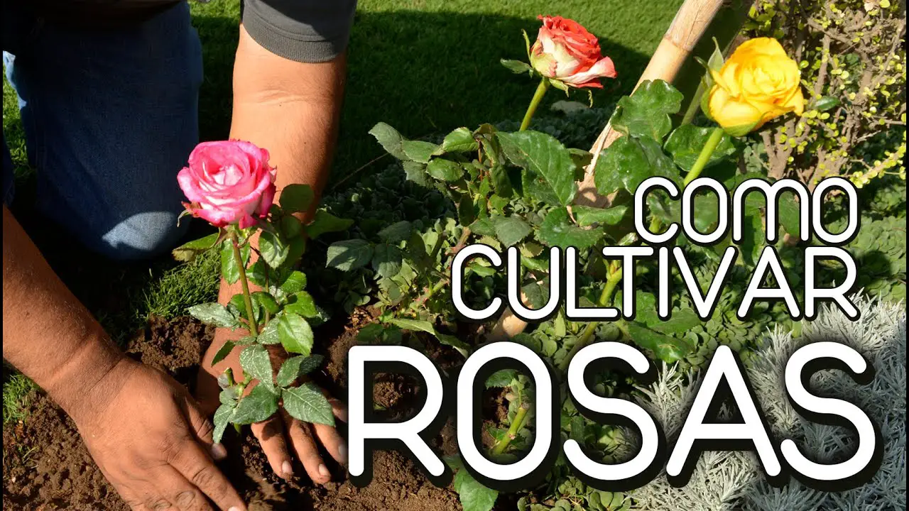 Cómo cultivar rosas - Consejos para mi huerto Cómo cultivar rosas - Consejos para mi huerto