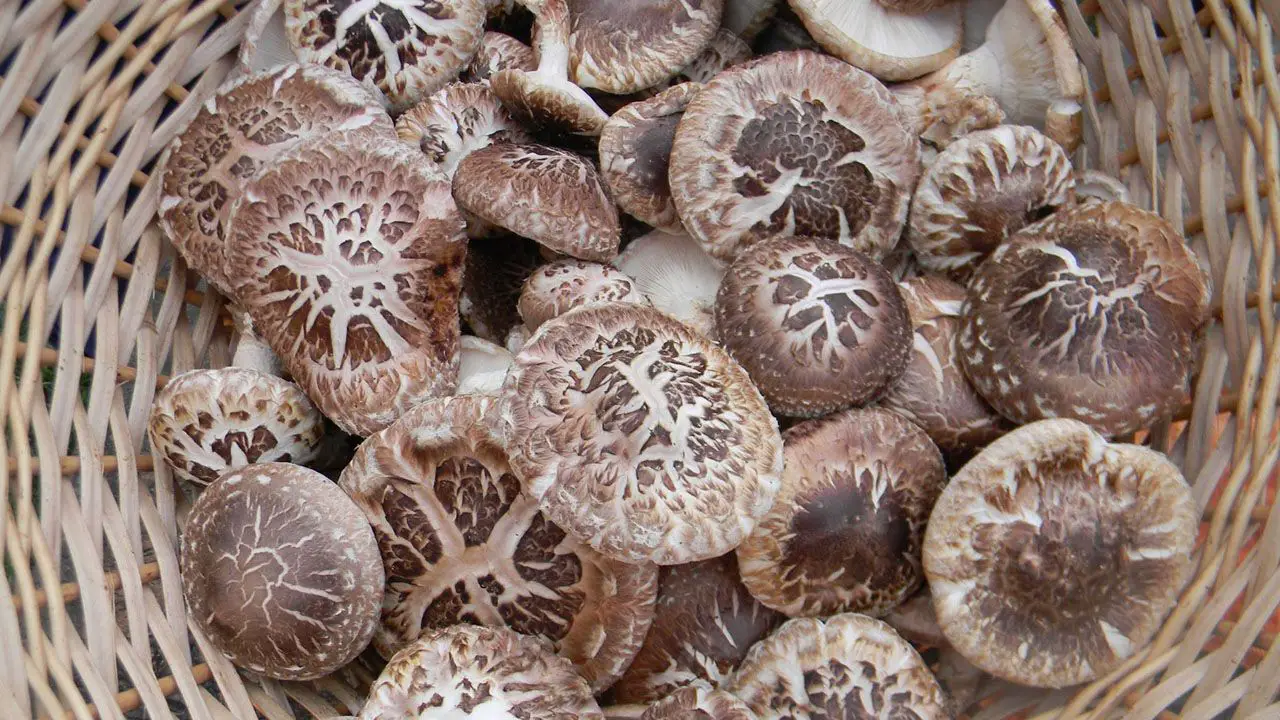 Cultivo de hongos shiitake - una guía para hacer shiitake - Consejos para mi huerto