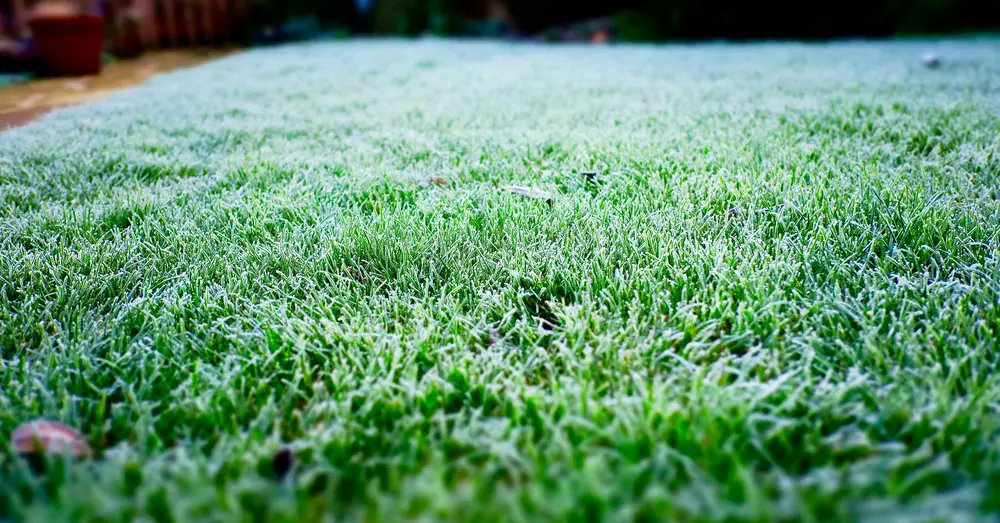 Características y cultivo de la palma Rafia (Raphis excelsa) - Consejos ...