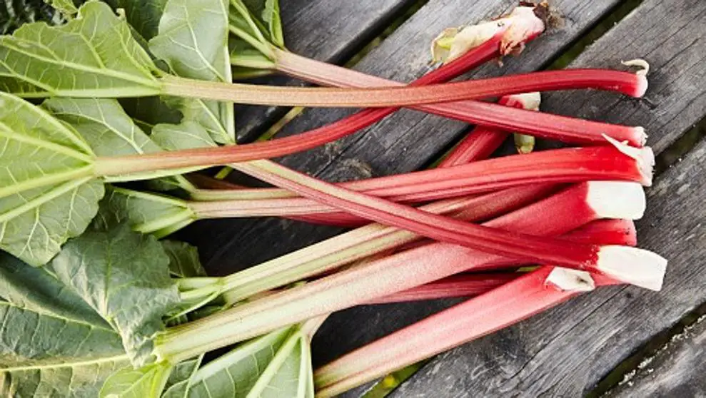 Ruibarbo - Consejos para mi huerto