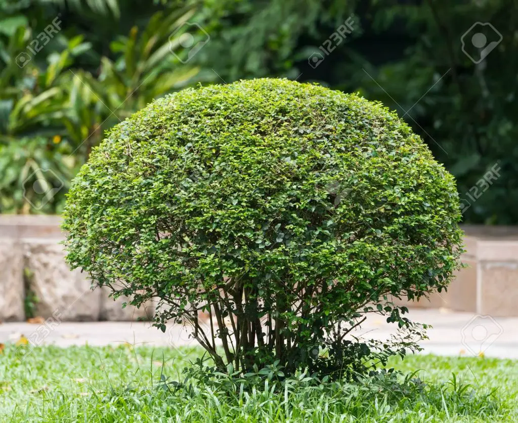 Conoce nuestras 【OFERTAS en Arbustos】 ¡Entra ya!