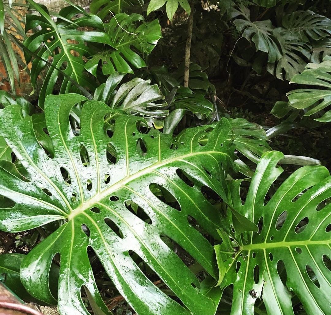Plantas de Filodendro: Cómo cuidar una planta de filodendro - Consejos ...
