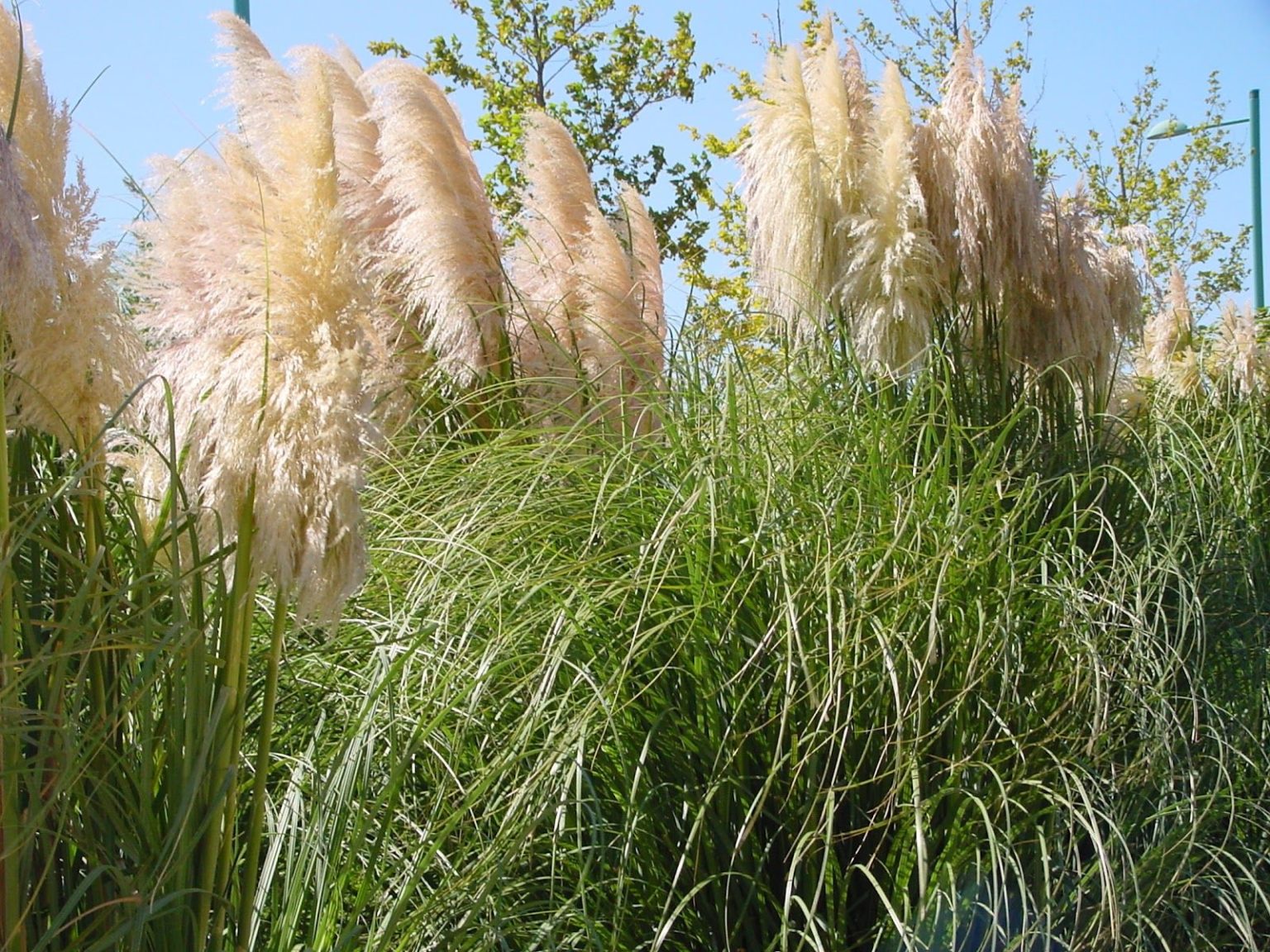 Conoce nuestras 【OFERTAS en Plantas Carrizo】 ¿A qué estás esperando?