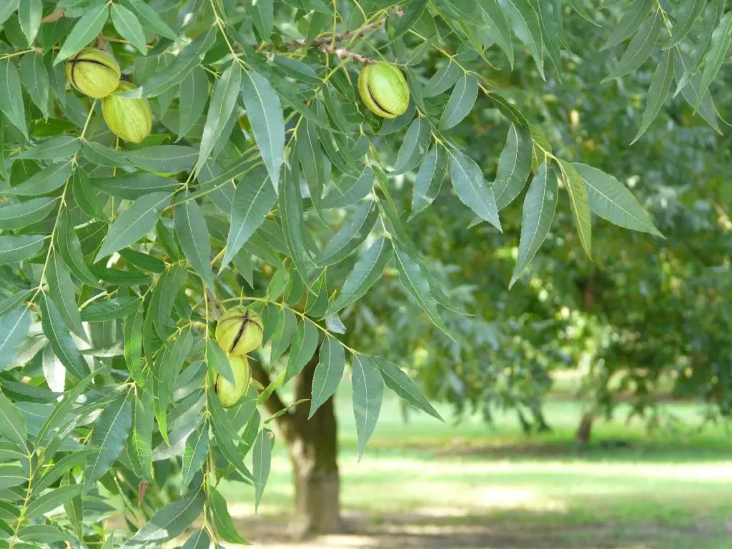 Descubre nuestras 【OFERTAS en Plantas Nuez PecáN】 ¡Entra ya!