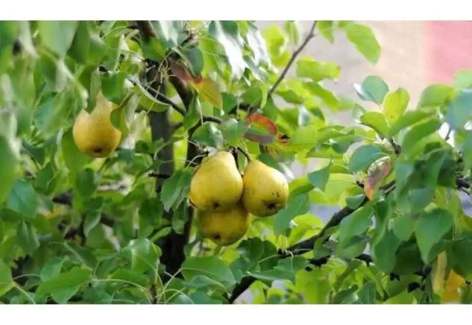 Descubre las 【OFERTAS en Plantas Pera】 ¿A qué estás esperando?