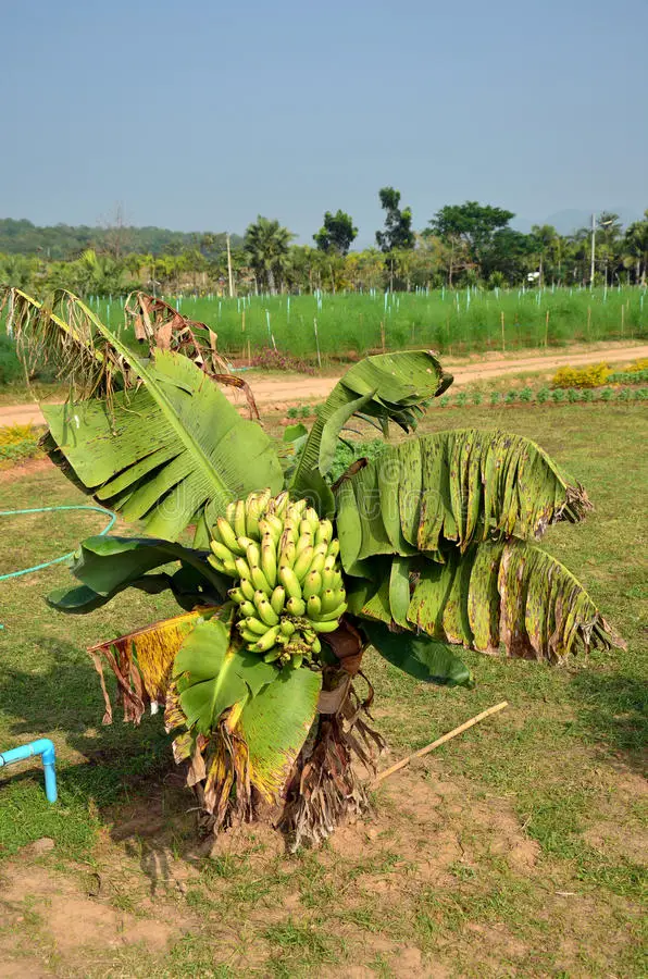 Descubre estas 【OFERTAS en Plantas Platanero Enano】 ¿A qué estás esperando?