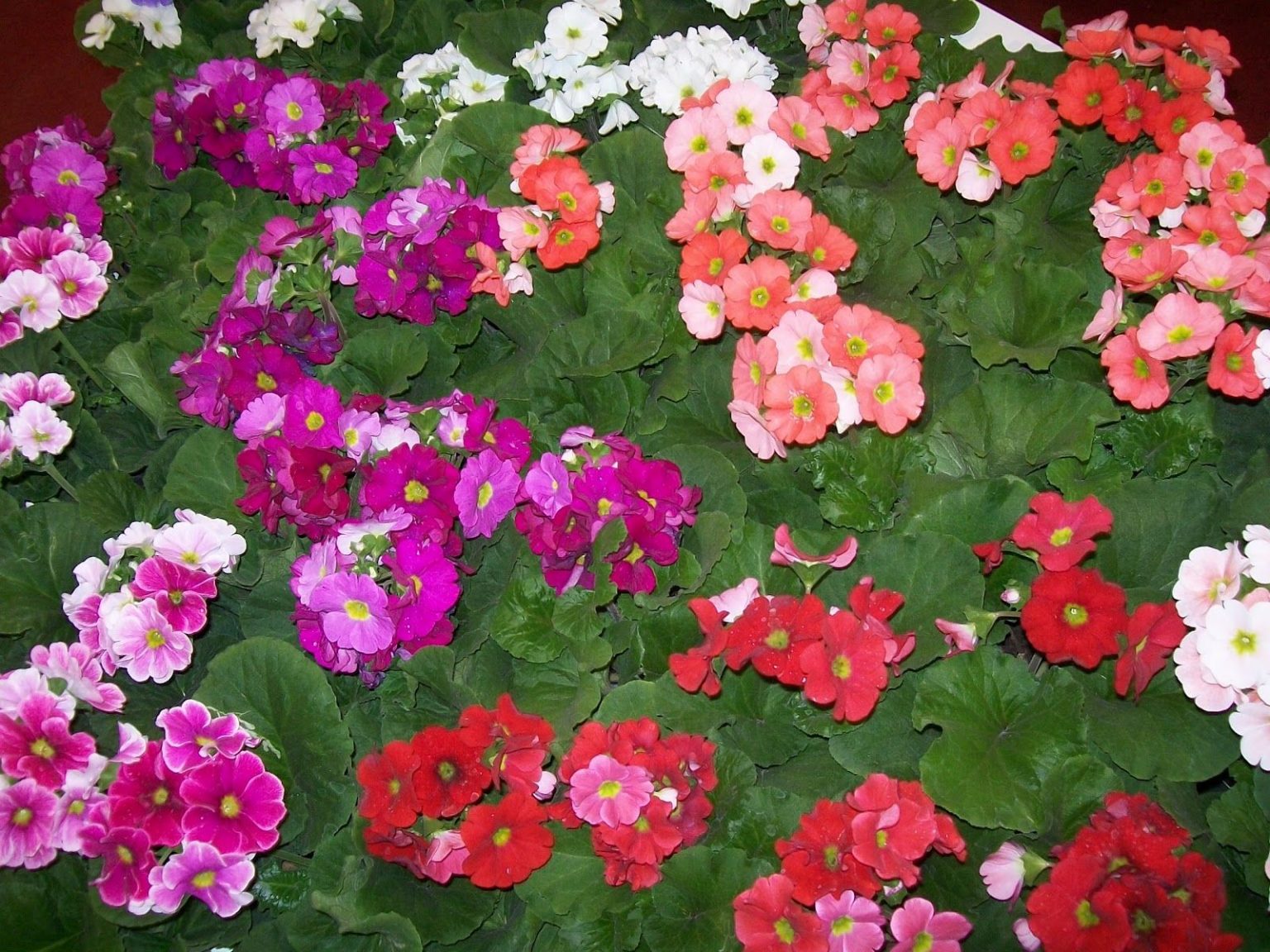 10 curiosidades sobre las plantas anuales - Consejos para mi huerto