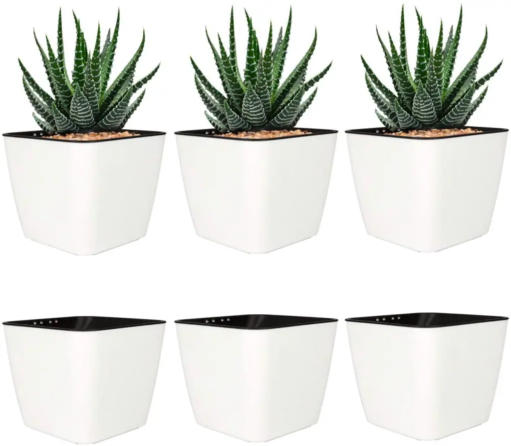 Características y cultivo de la palma Rafia (Raphis excelsa) - Consejos ...