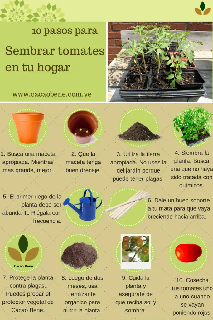 4 ideas para el cultivo de hortalizas en maceta - Consejos para mi huerto