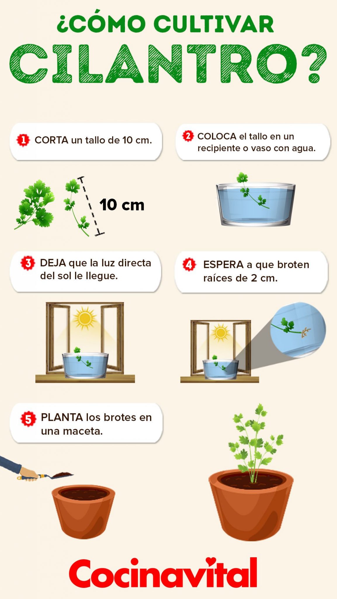 Cómo plantar cilantro - Consejos para mi huerto