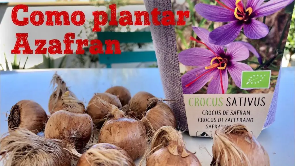 Cómo plantar el azafrán - Consejos para mi huerto