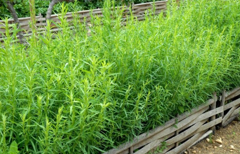 Cómo plantar estragón - Consejos para mi huerto