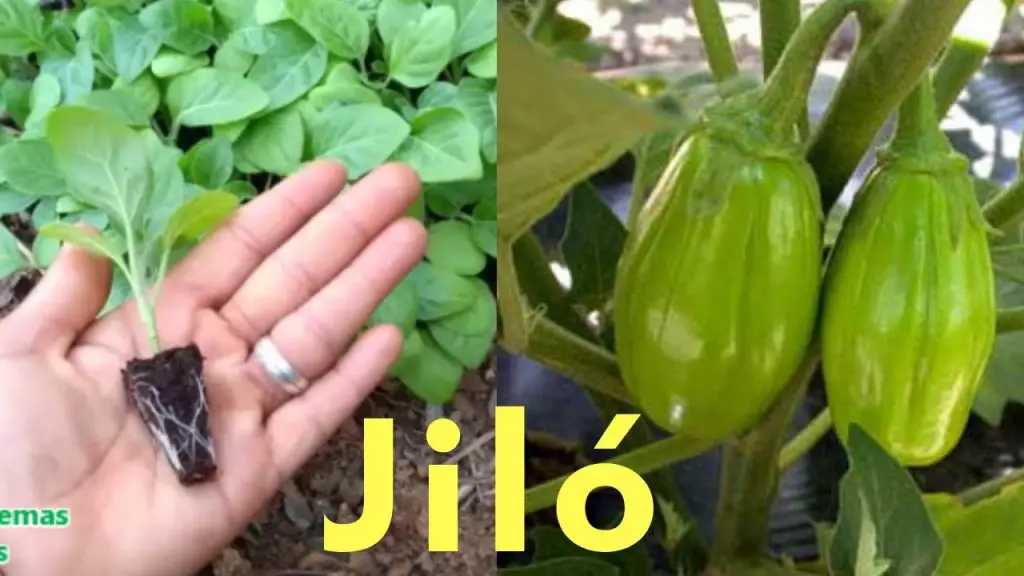 Como plantar jiló - Consejos para mi huerto