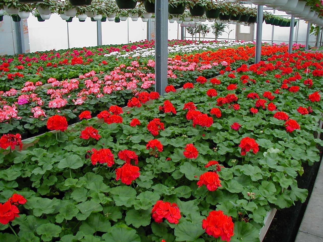 El cultivo de geranios - Consejos para mi huerto