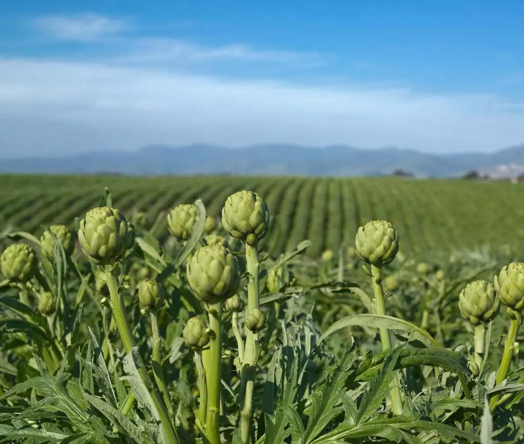El cultivo de la alcachofa - Consejos para mi huerto