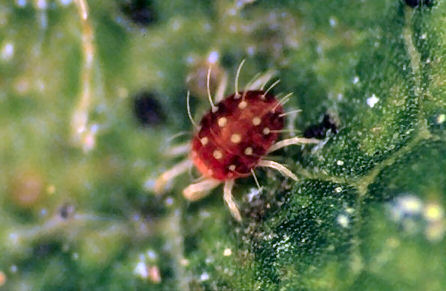 Ácaros, Panonychus ulmi, Tetranychus urticae - Consejos para mi huerto