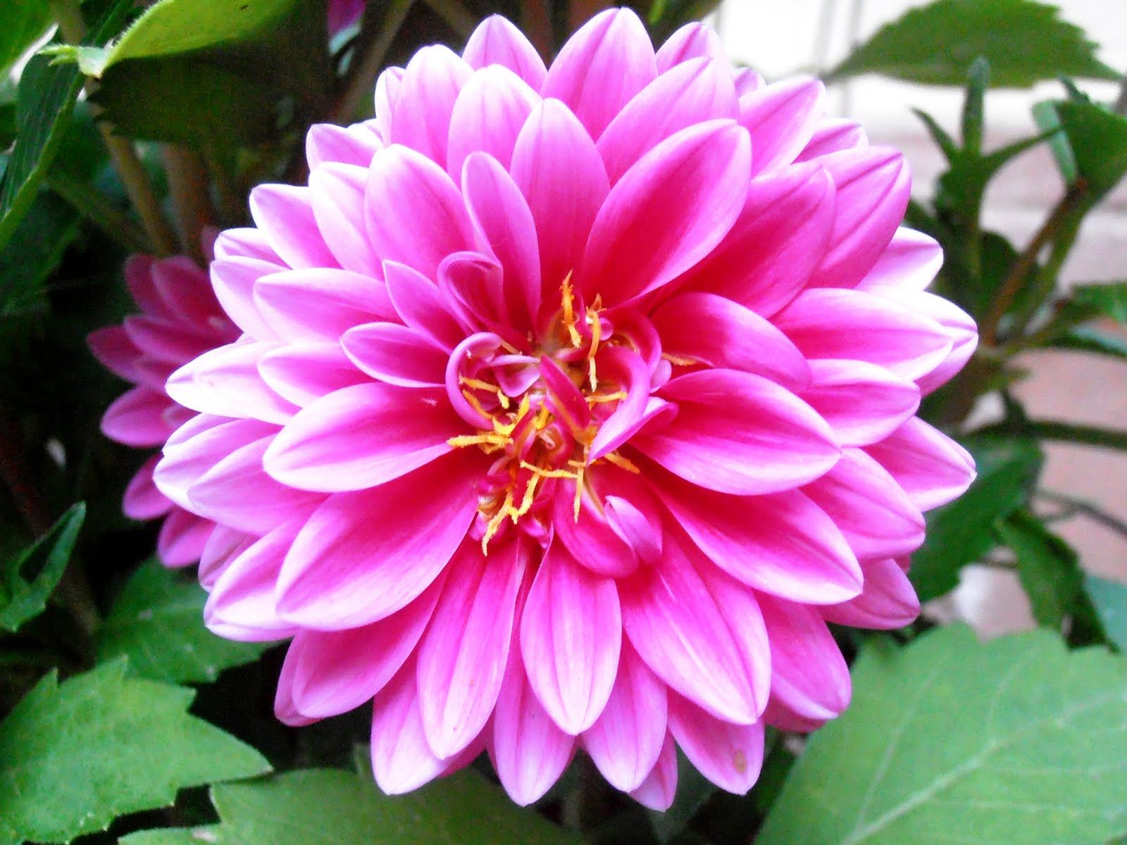 Características y cultivo de la palma Rafia (Raphis excelsa) - Consejos ...