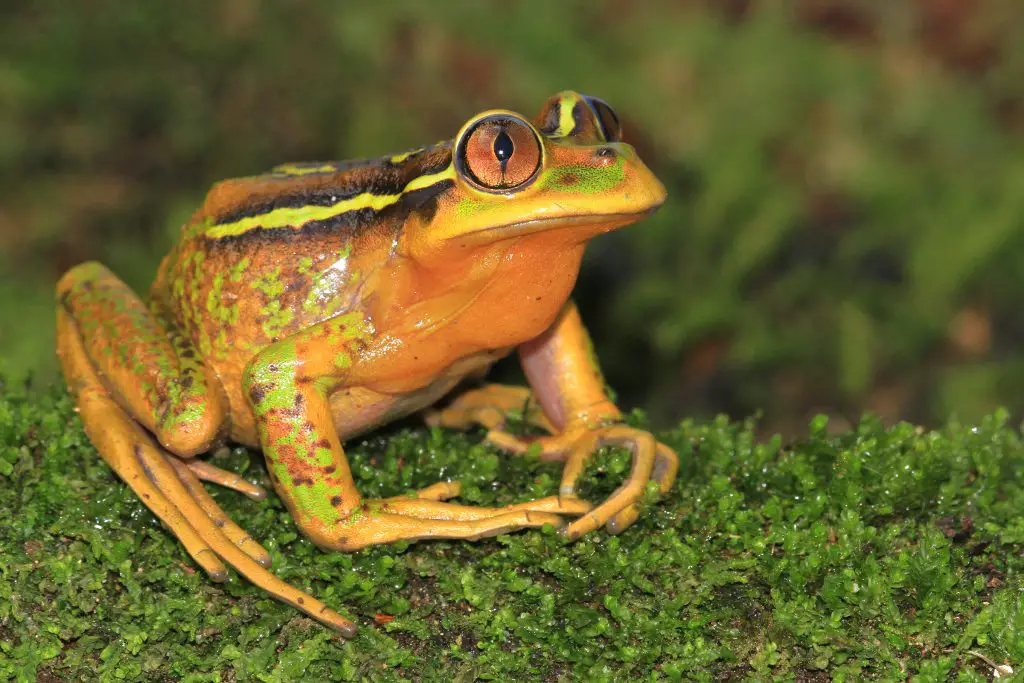 La rana arbórea del sur - Consejos para mi huerto