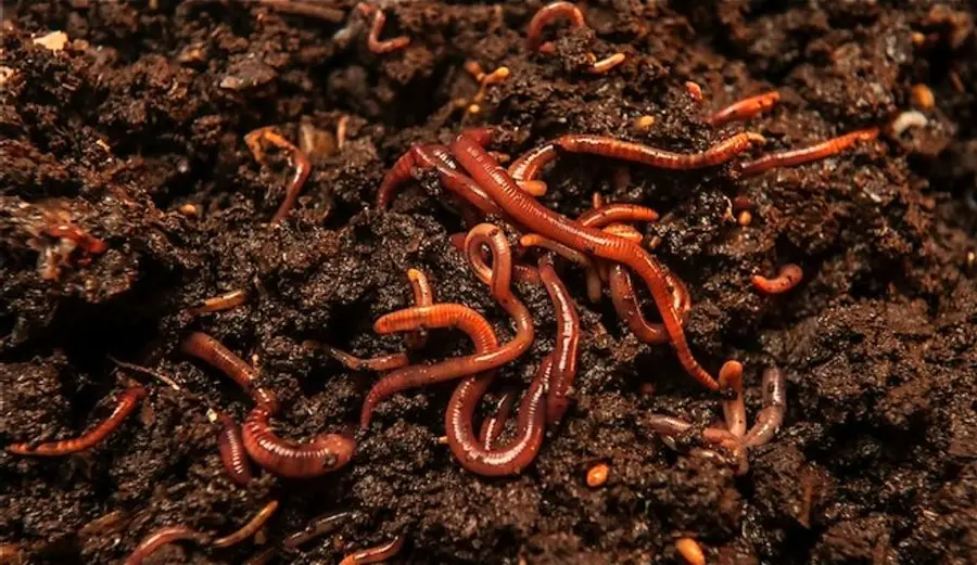 Lombricompostaje o Lombricultura - Consejos para mi huerto