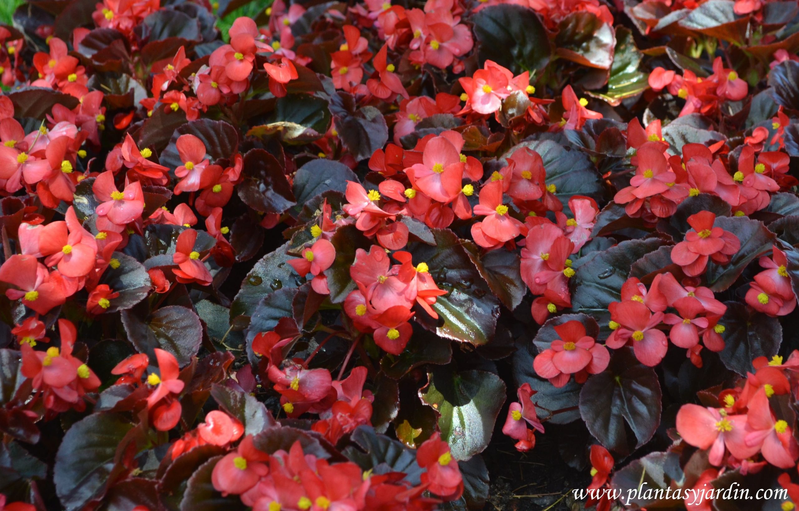 Plantas de azúcar - Consejos para mi huerto