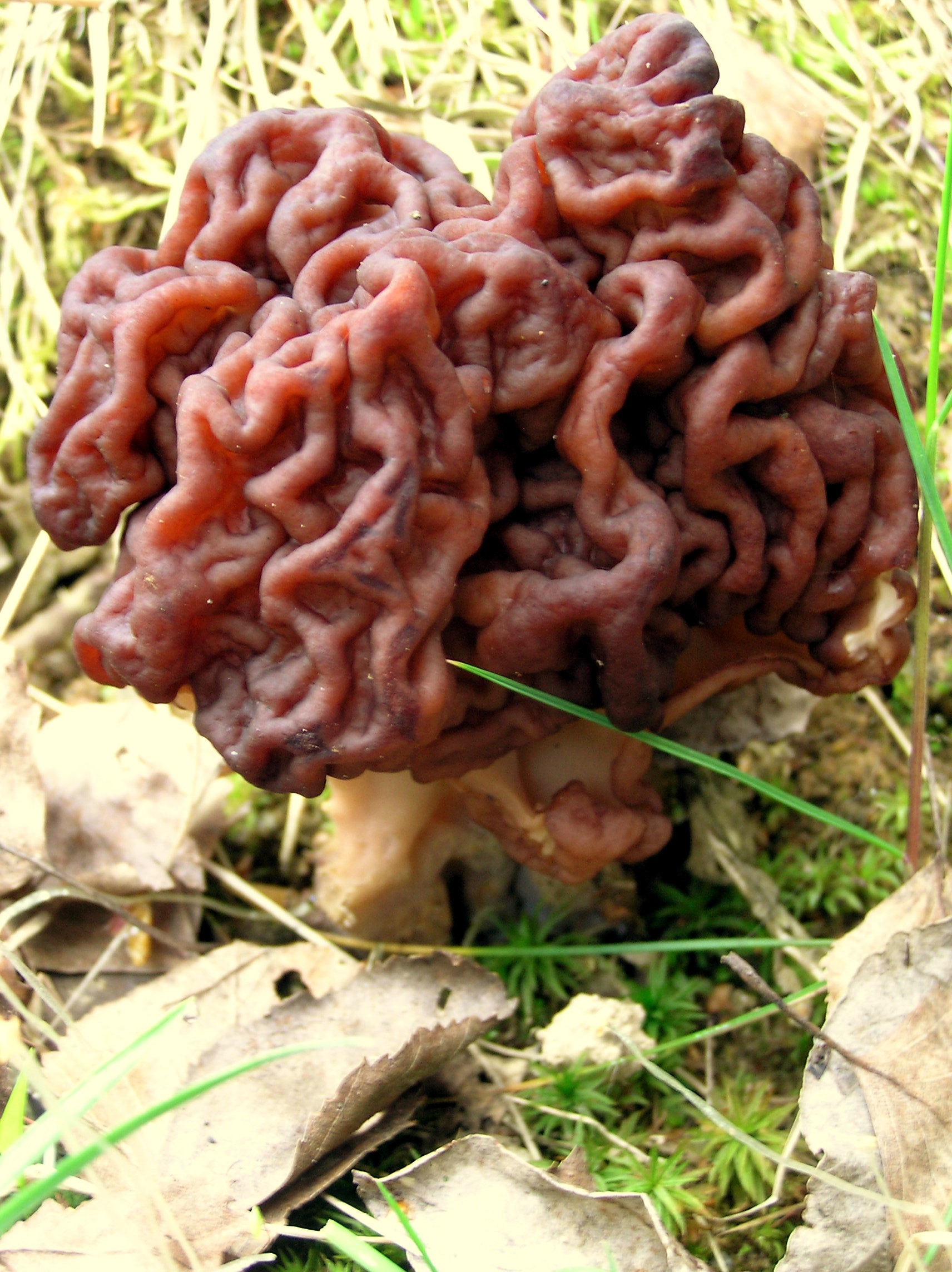 Información micológica sobre Morchella purpurascens o Colmenilla ...