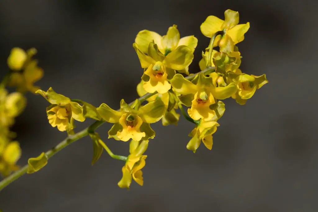 Características de la orquídea de Sumaré-da-beach (Cyrtopodium flavum ...