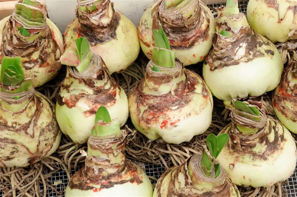 Aprenda a cultivar bulbos - Consejos para mi huerto