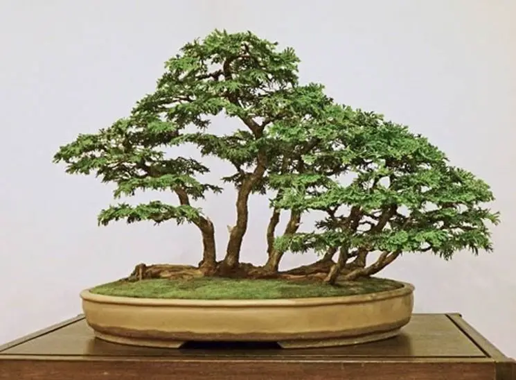 Bonsai de ciprés - Consejos para mi huerto