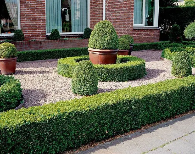 Seto de boj - Consejos para mi huerto