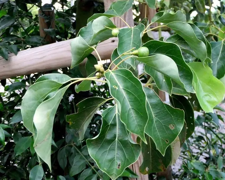 Planta de alcanfor - Consejos para mi huerto