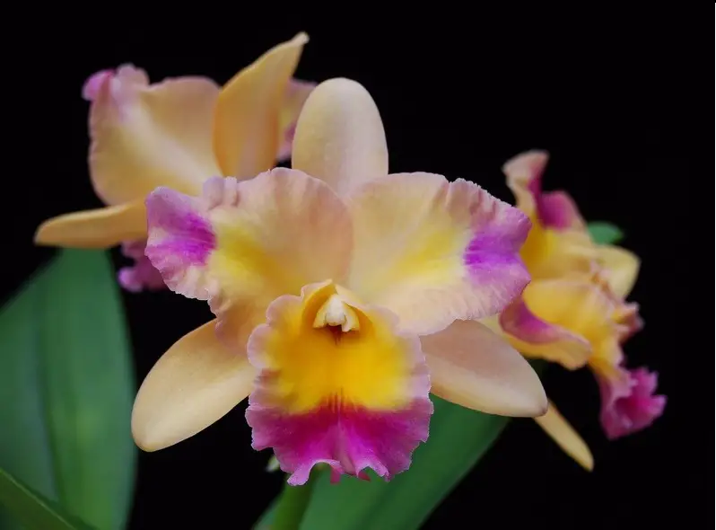 La orquídea Cattleya - Consejos de cultivo - Consejos para mi huerto